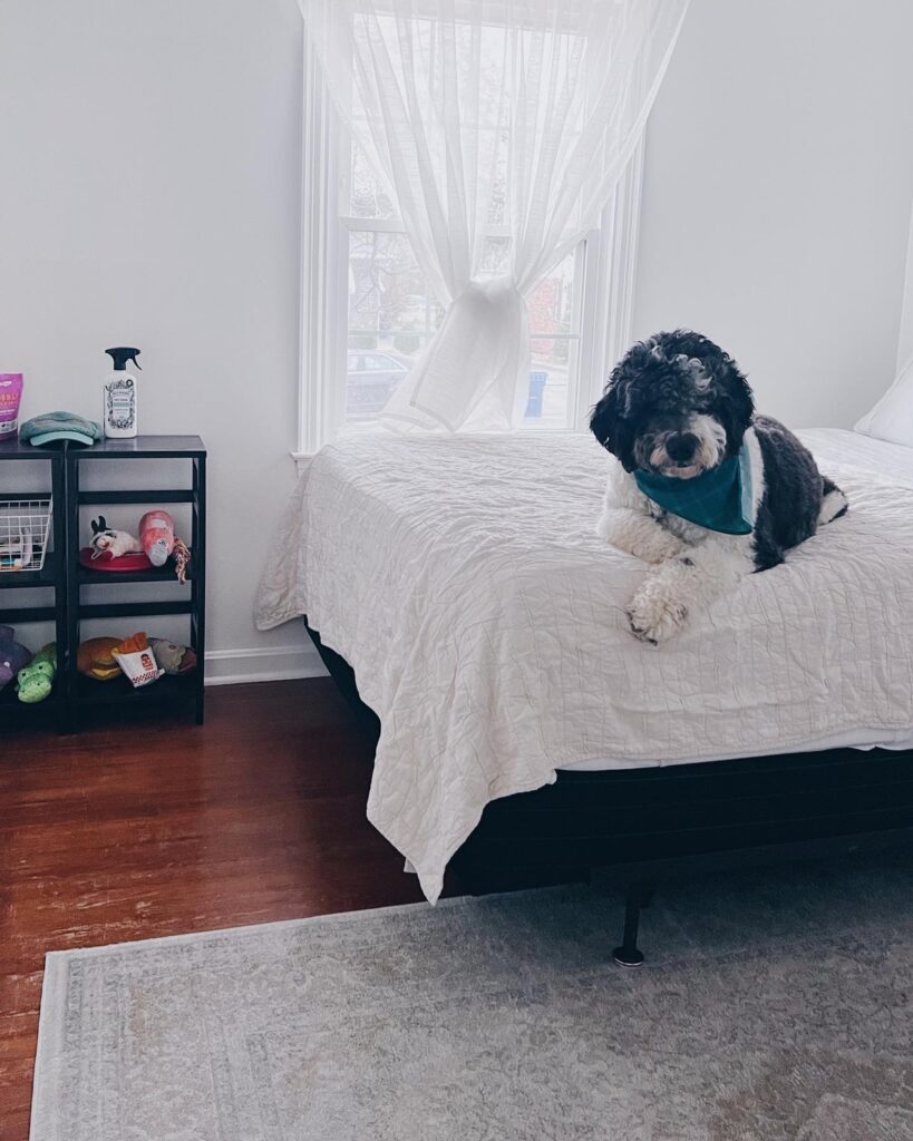 24 Cozy Pet Bedroom Ideas for Your Furry Friends - Decor Rio